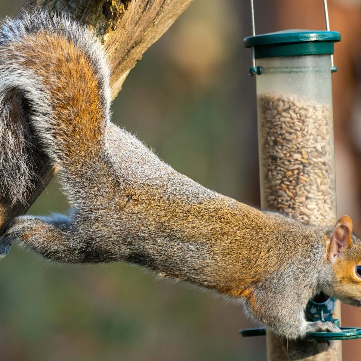 Squirrel Proofing Your Bird Feeders - A How-To Guide