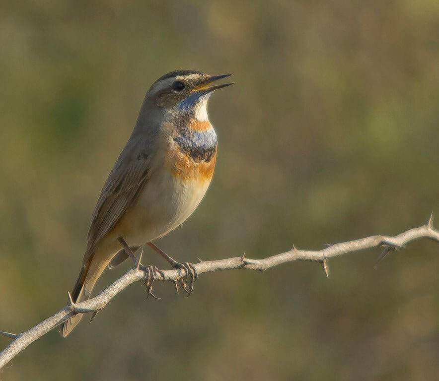 How to Identify Bird Calls This Summer | JCs Wildlife – JCS Wildlife