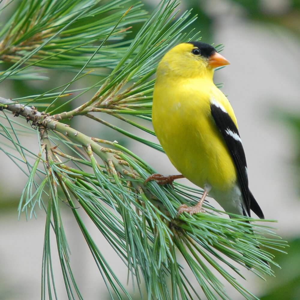 A Splash of Sunshine: The Enchanting American Goldfinch