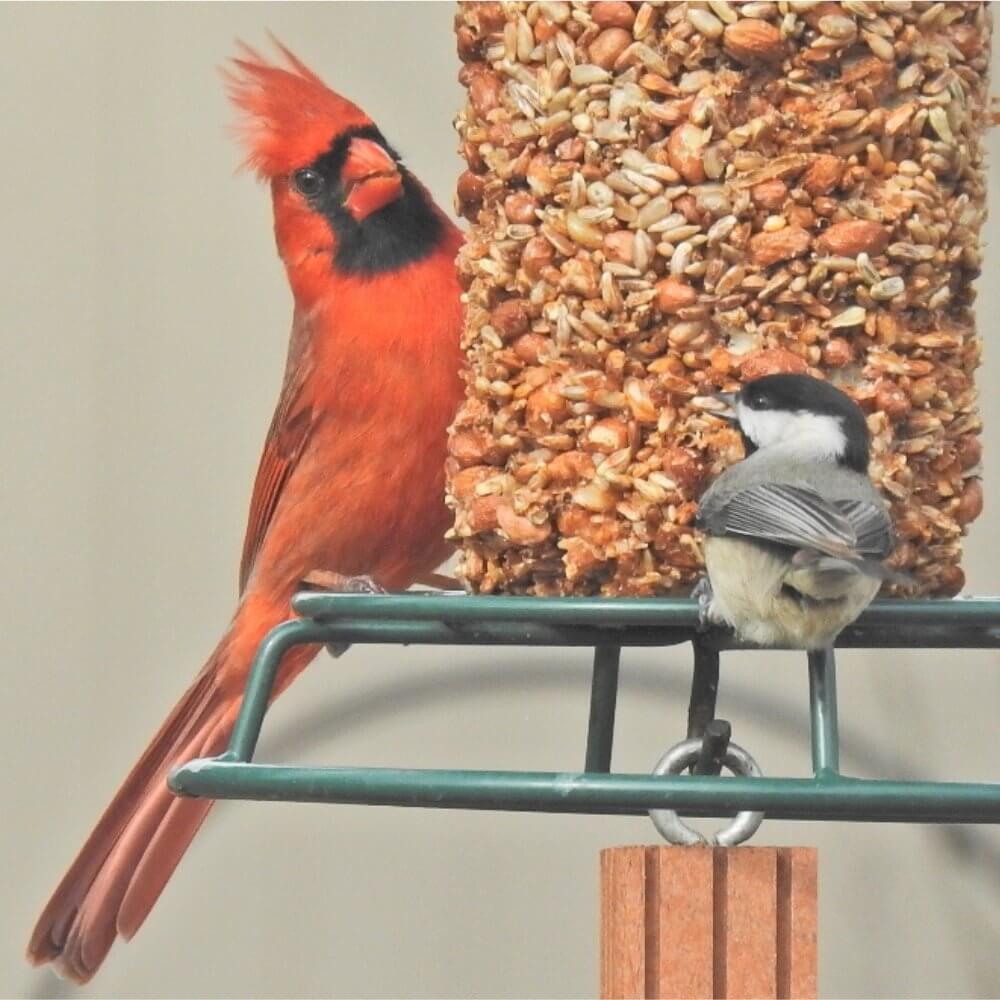 The Ultimate Guide to Choosing the Right Bird Food