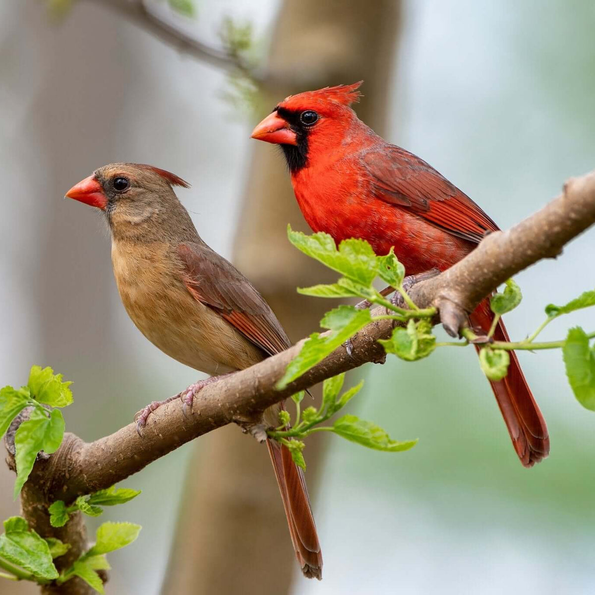 How to Attract Cardinals to Your Backyard: Easy Steps