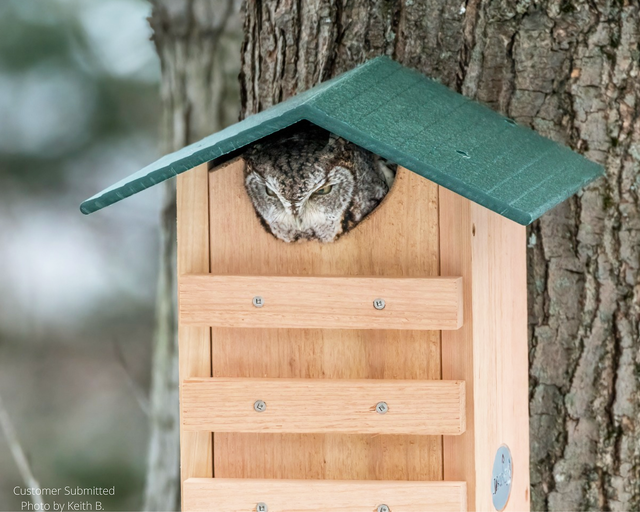Ultimate Poly Screech Owl Nesting Box | JCs Wildlife